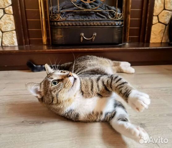 Добрый кот в добрые руки