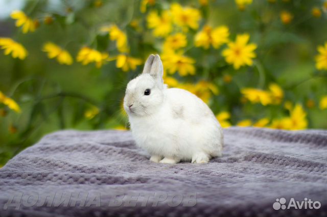 Мальчик кролик супер мини, 800 граммов