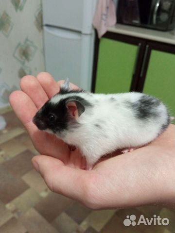 Сирийский хомяк