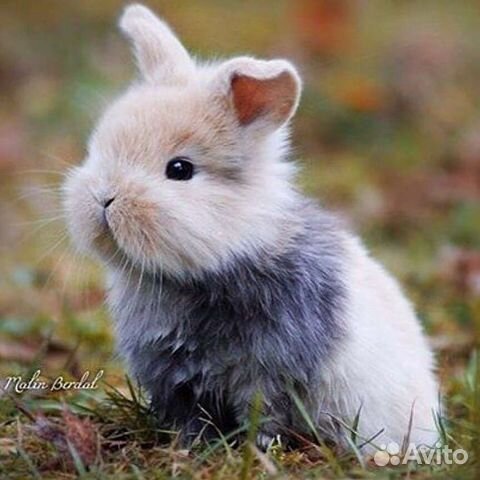 Карликовый кролики
