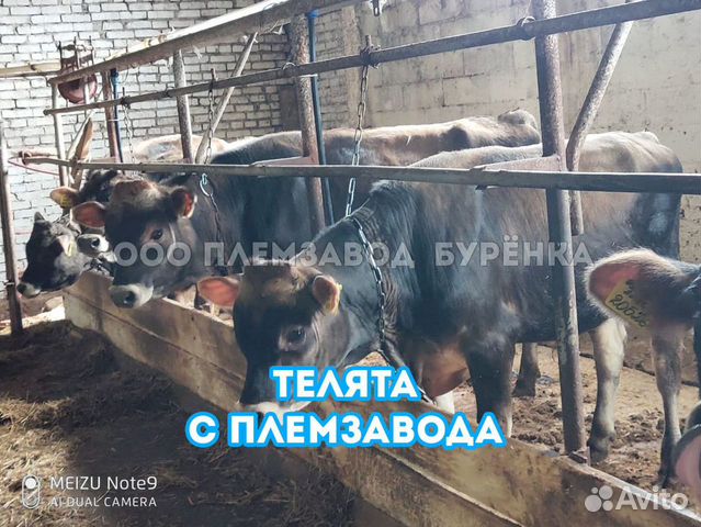 Телята телочки бычки