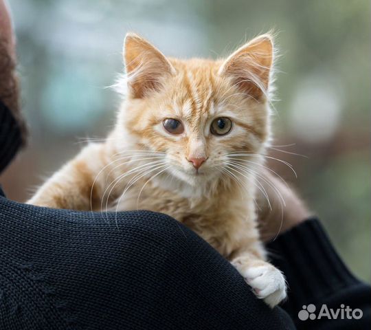 Милый рыжий котенок Тигренок 2,5 месяца в дар