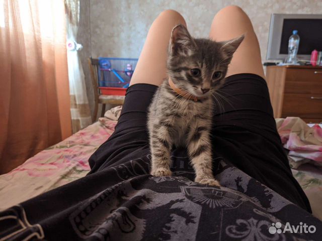 Котёнок