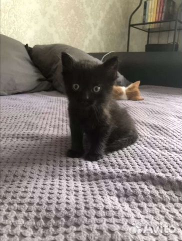 Маленький котенок Кнопик в самые лучшие ручки