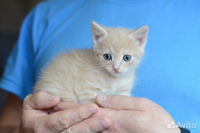 Рыжий персиковый котенок