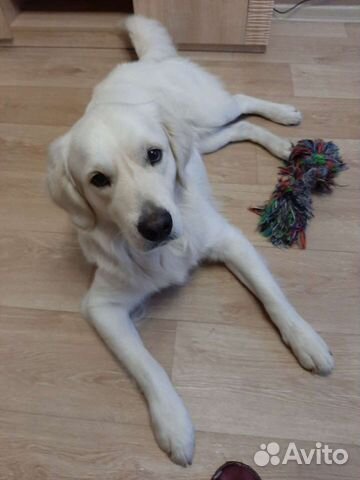 Золотистый ретривер