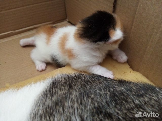 Кошка богатка даром