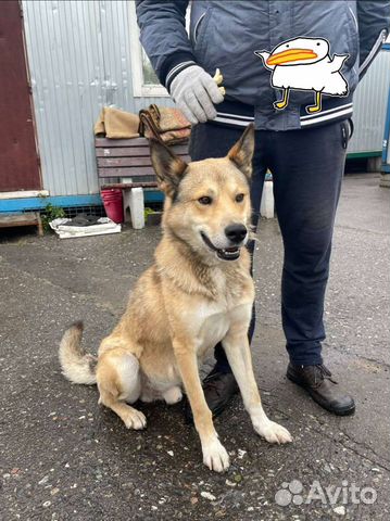 Лайка уличная, Джоник