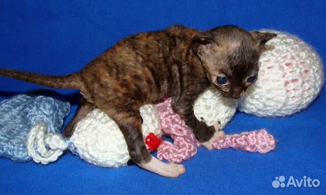 Котенок девочка уральский рекс