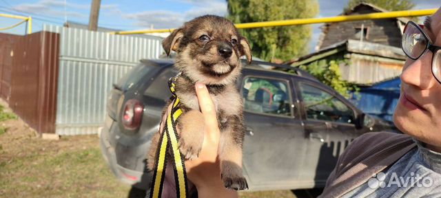 Щенок мальчик в добрые руки