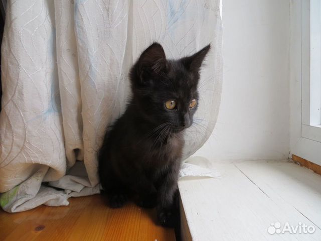 Грустный котенок ищет дом