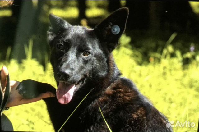 Ласкуша Фаня ищет дом и любящую семью