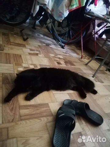 Отдам бесплатно чёрного кота 4 г., кастрирован. Ст