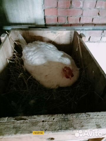 Курица клуша