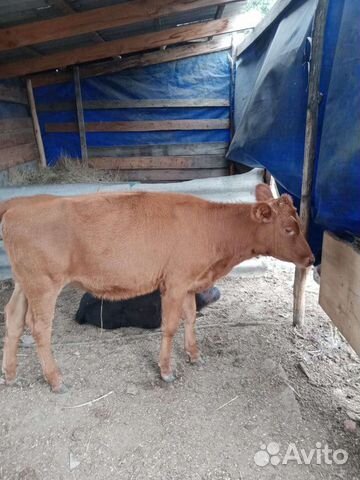 Телочки и бычки