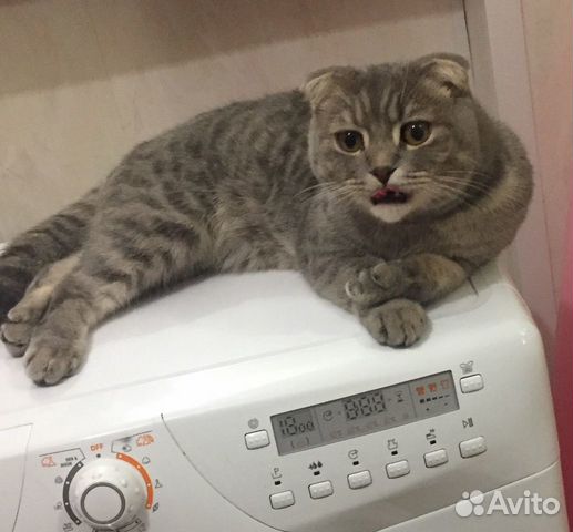Котик шотланский