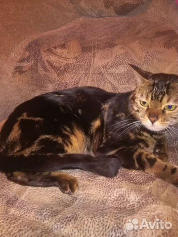 Бенгальская кошка, редкого окраса