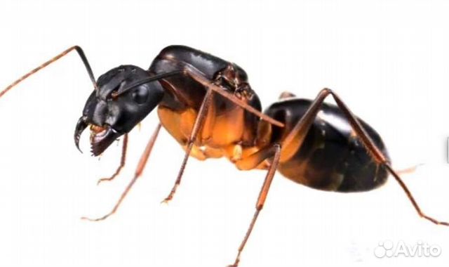 Camponotus fellah