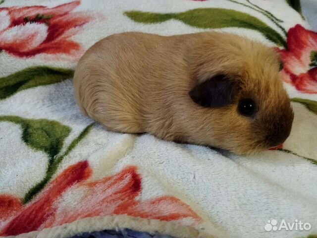 Морская свинка калифорния самка
