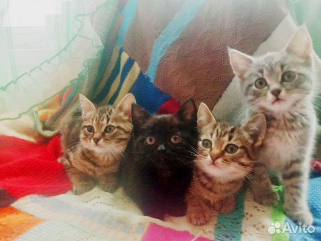 Котята шотландцы (смешанная порода)