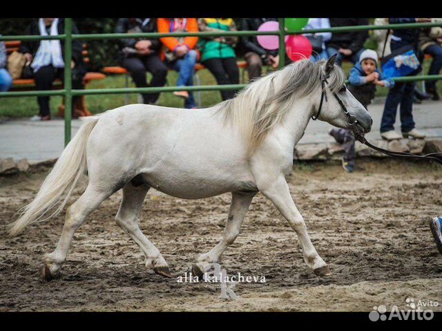 Случка с пони