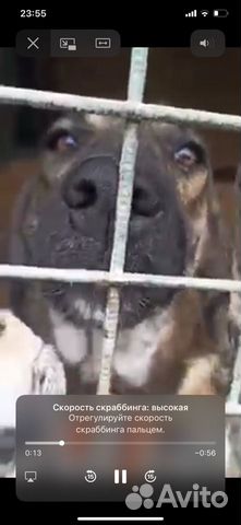 Собака метис охотничьих пород