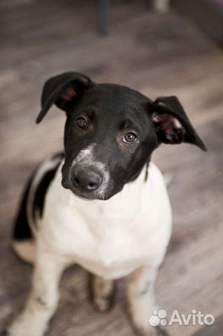 Очаровательный мальчик ищет дом