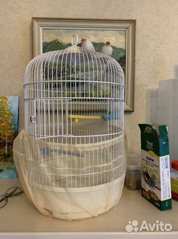 Амадины
