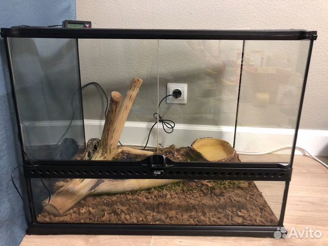 Маисовый полоз террариум