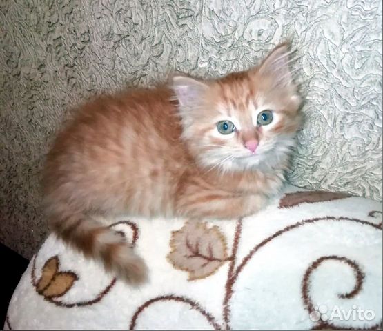 Малышка Сильва 2 мес