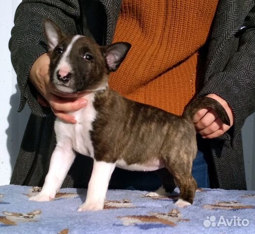 Мини Булька Плюша РКФ