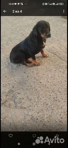 Ротвейлер поиск дома