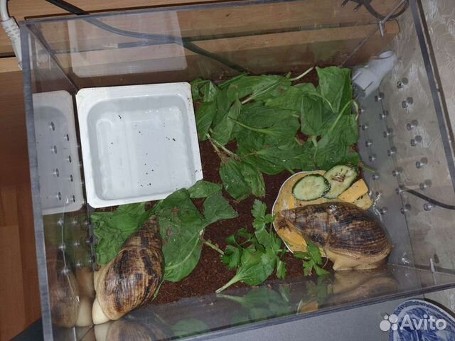 Ахатины и Террариум