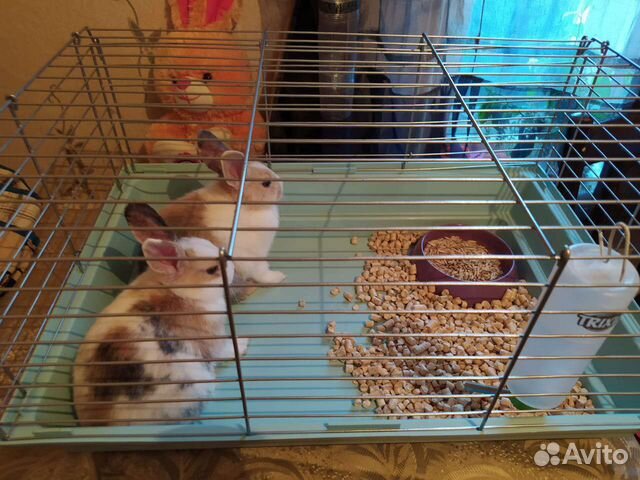 Декоративные кролики