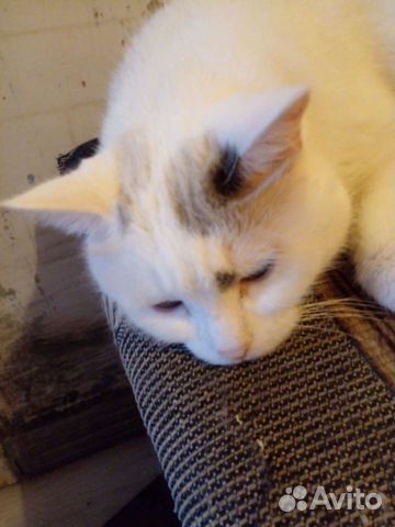 Кошечка Маруся в добрые ручки