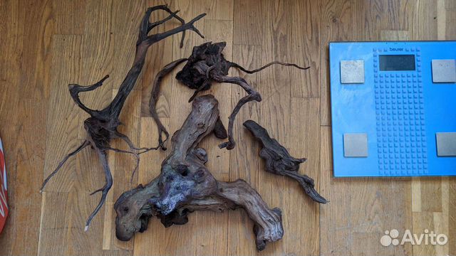 Коряга мангровая