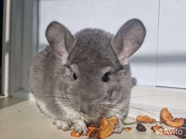 Шиншилла Фиолет нс