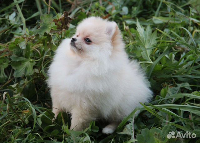 Девочка той шпиц