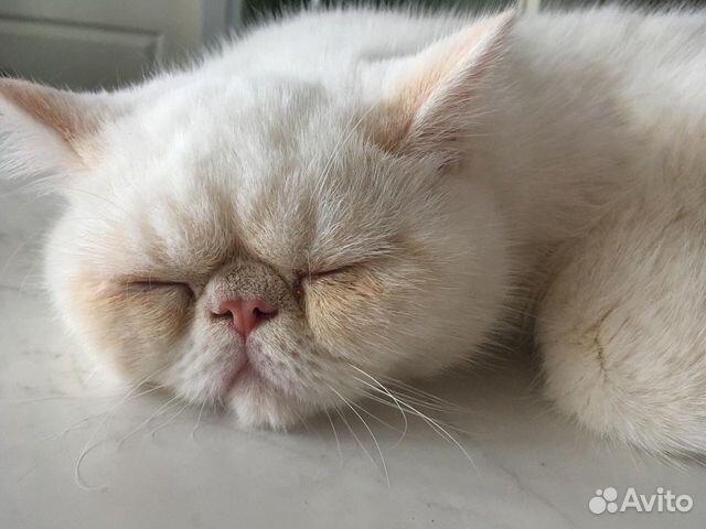 Вкусный пирожок