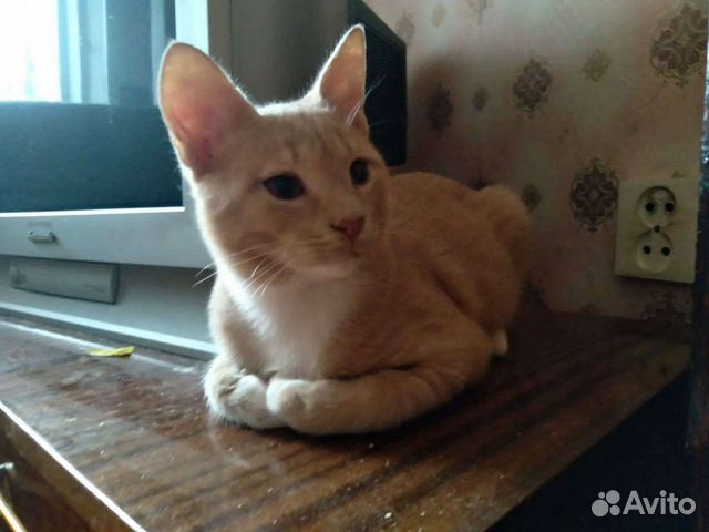 Котёнок