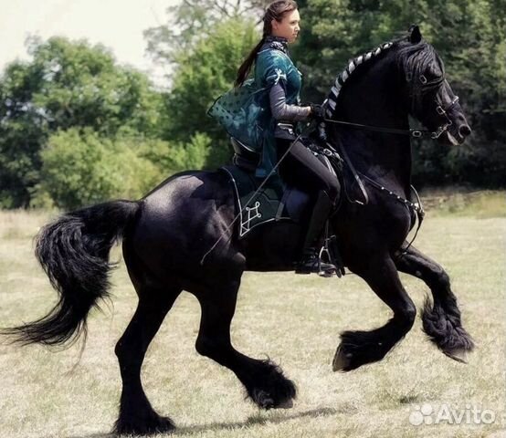 Продам лошадь в добрые руки, обученная