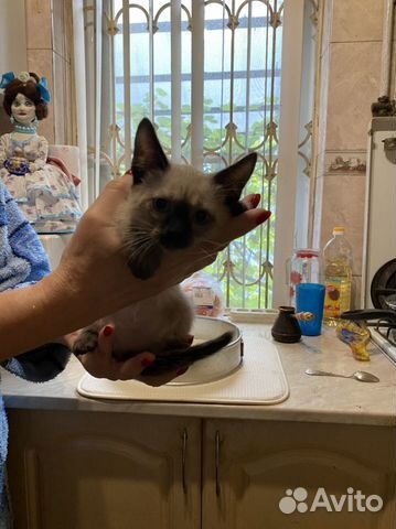 Котята тайской кошки