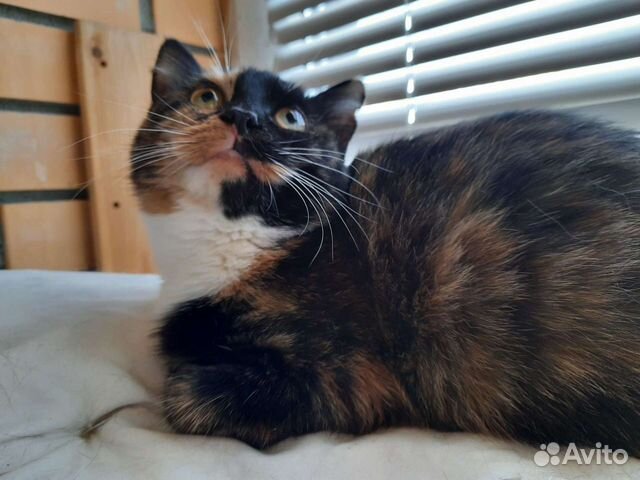 Котенок девочка 3,5 мес