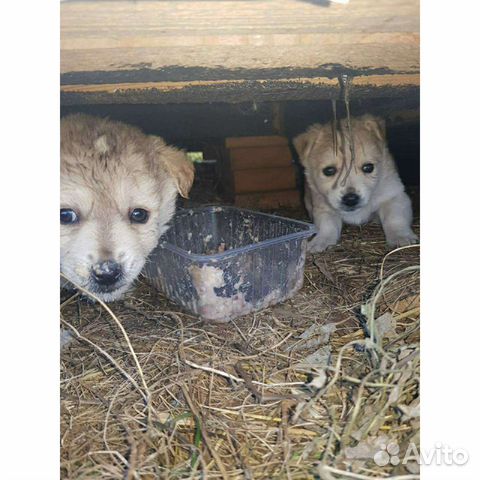 Щенки мальчик девочка небольшие 1 месяц