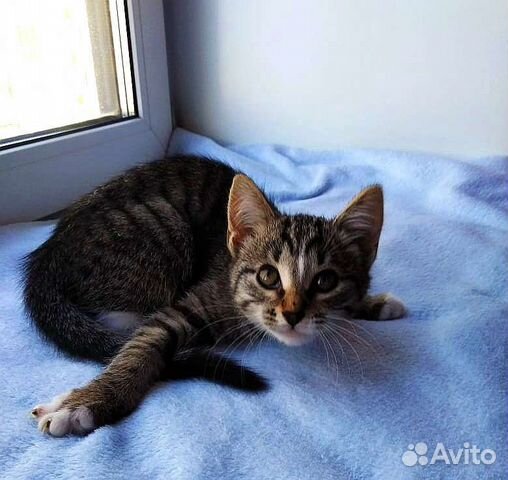 Котенок в добрые руки