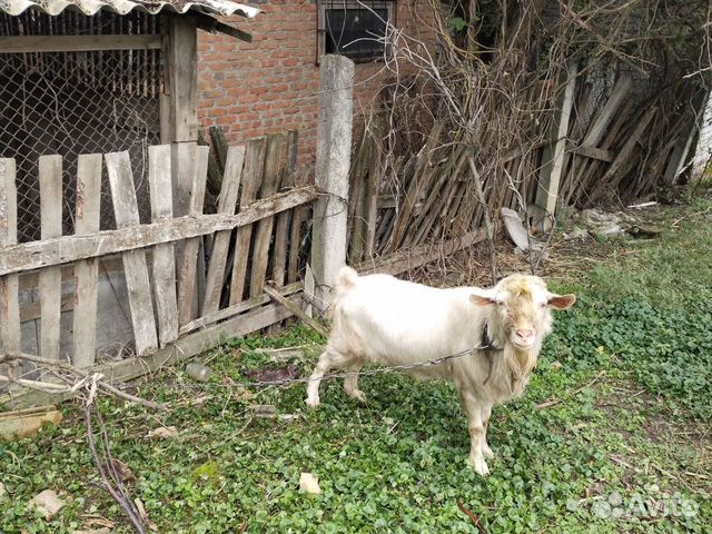 Козел зааненский