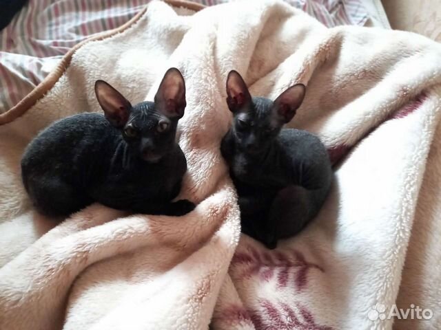 Котики сфинкс велюр