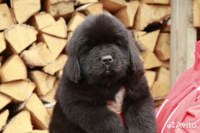 2 черных мальчика ньюфаундленда