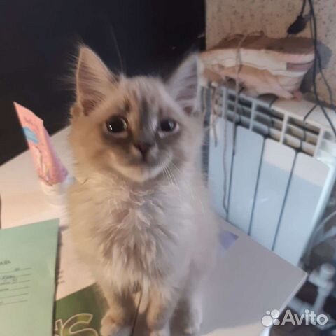 Потерялся котик