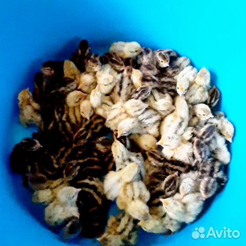 Перепела продажа